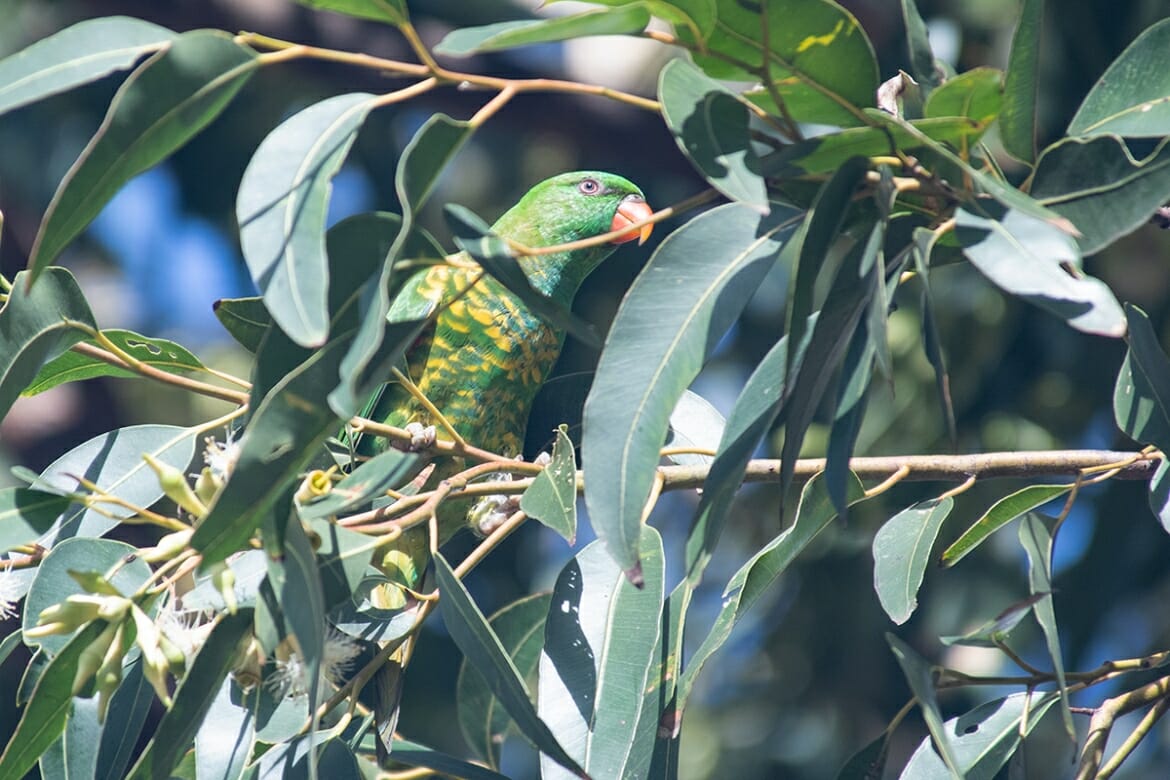 Australian Parrots: Guide to all 57 species of Parrots in Australia