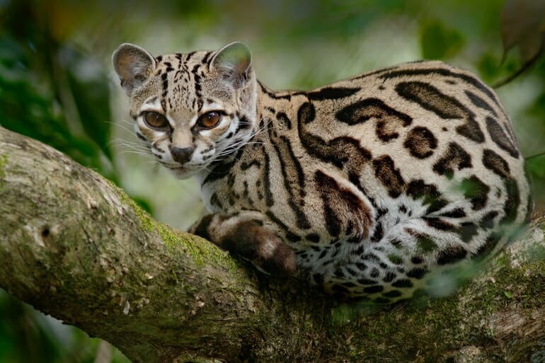 All 40 Species of Wild Cats and Where to See Them in the Wild