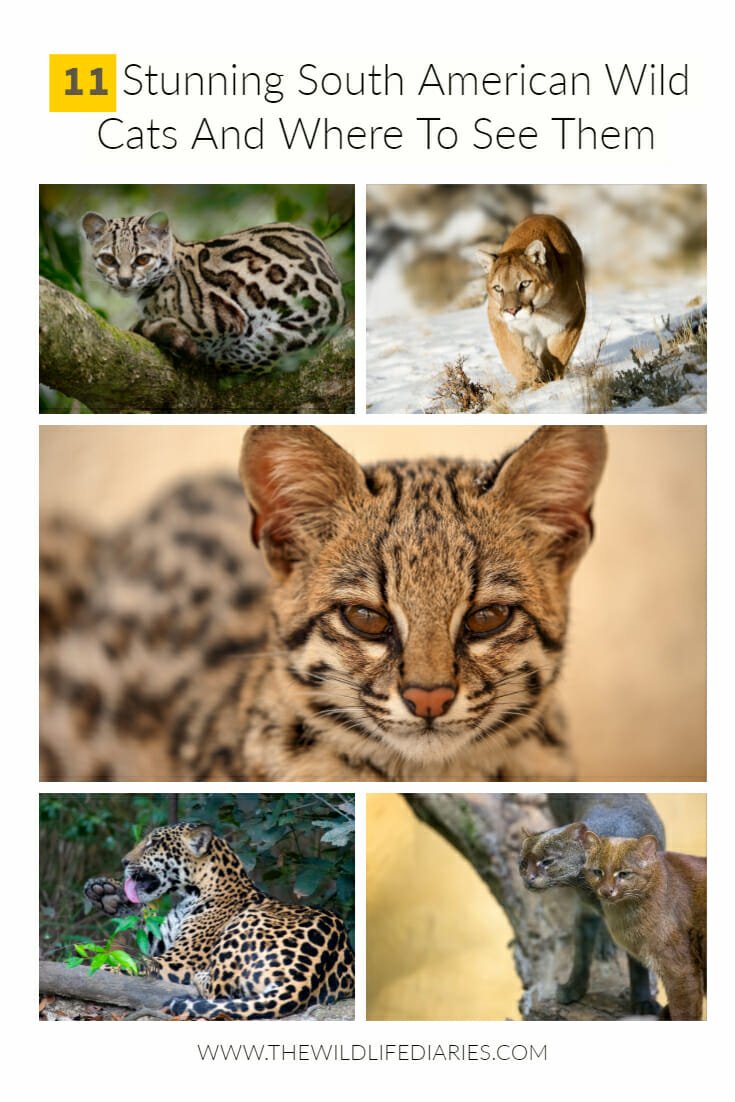 11 Stunning South American Wild Cats and Where to See Them