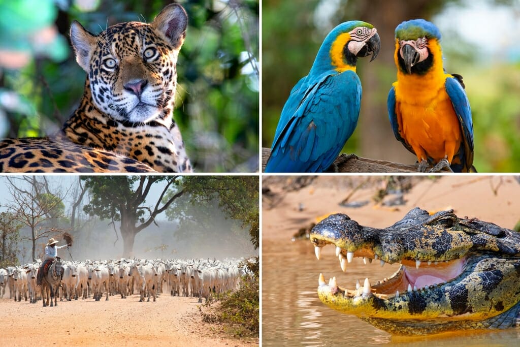 Best wildlife watching in Brazil - The Wildlife Diaries