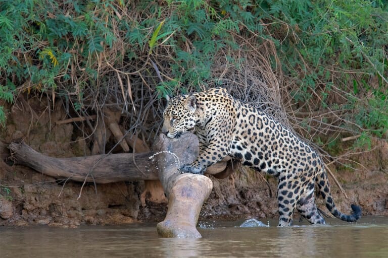 Jaguar vs Leopard - Discover How to Tell the Two Cats Apart