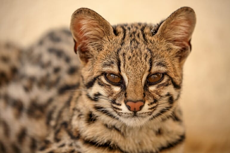The 6 Stunning Wild Cats of Costa Rica
