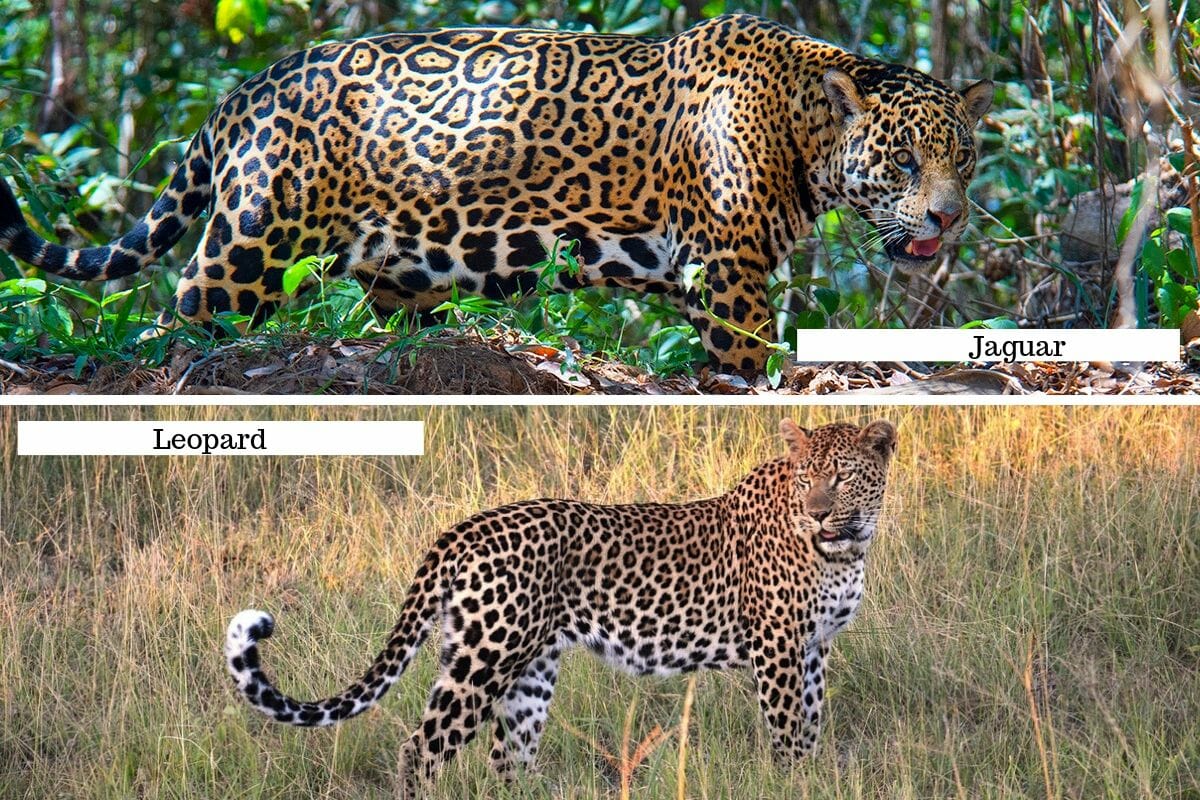 Jaguar vs Leopard - Discover How to Tell the Two Cats Apart