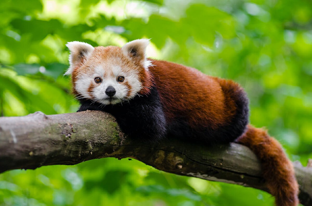 15 Amazing Bhutan Animals and all 10 of the Kingdom's National Parks