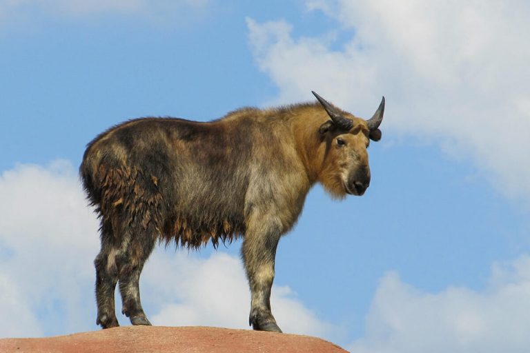 15 Amazing Bhutan Animals and all 10 of the Kingdom's National Parks