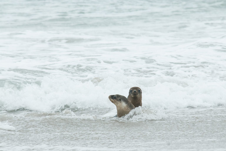 Kangaroo Island Animals and Where to See Them