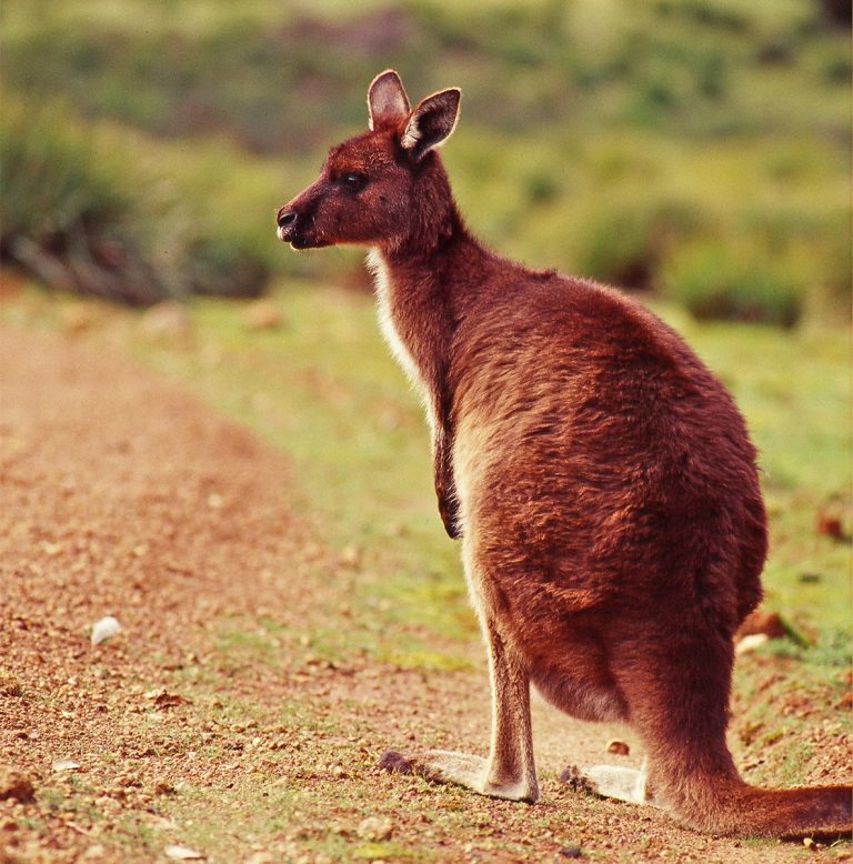 Kangaroo Island Animals and Where to See Them