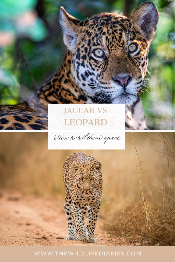 Jaguar vs Leopard - Discover How to Tell the Two Cats Apart