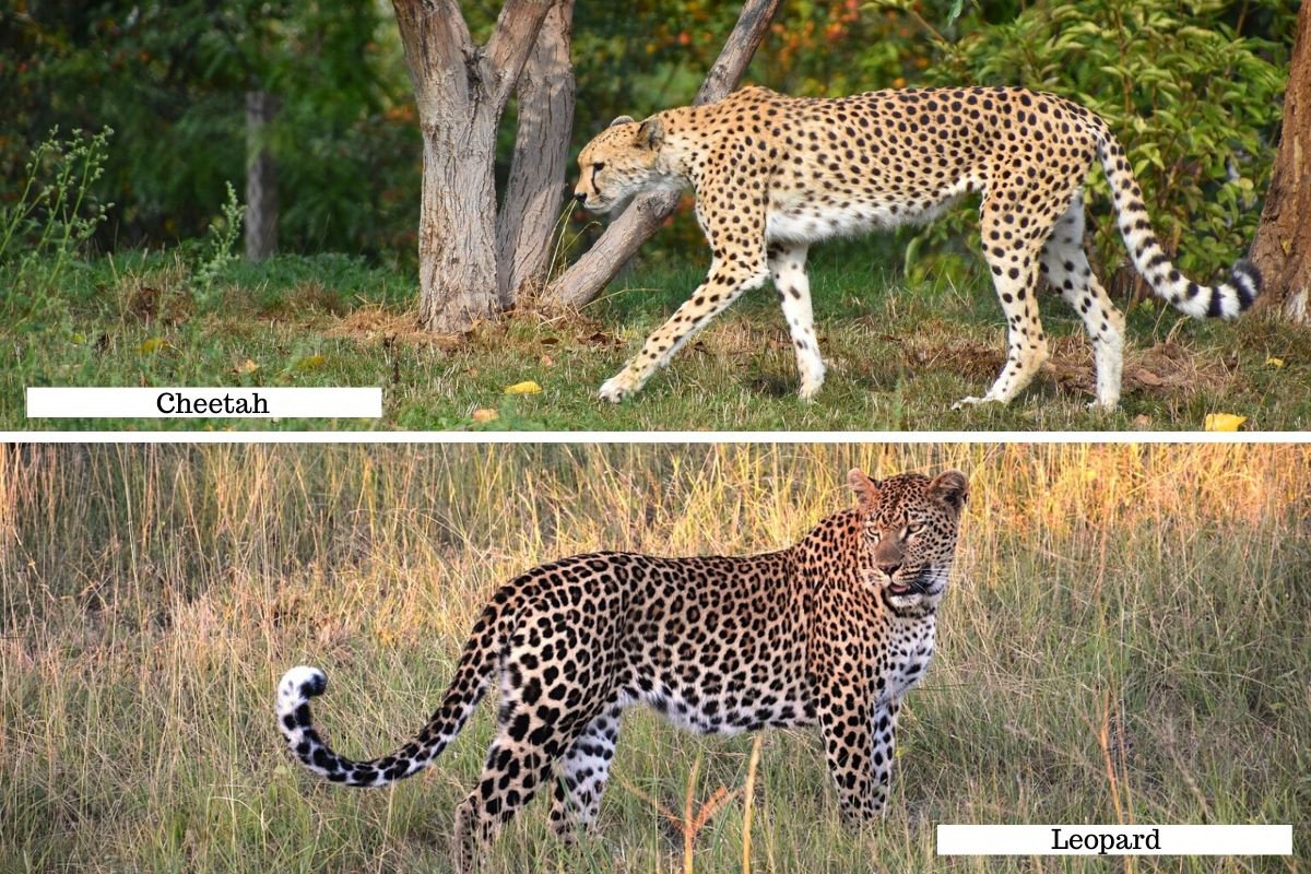 Cheetah vs Leopard - How to Tell the Two Cats Apart