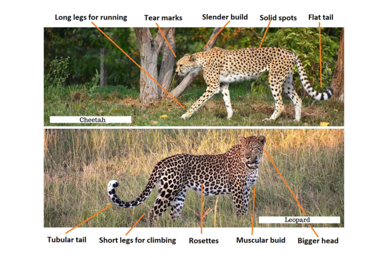 Cheetah vs Leopard - How to tell the two cats apart