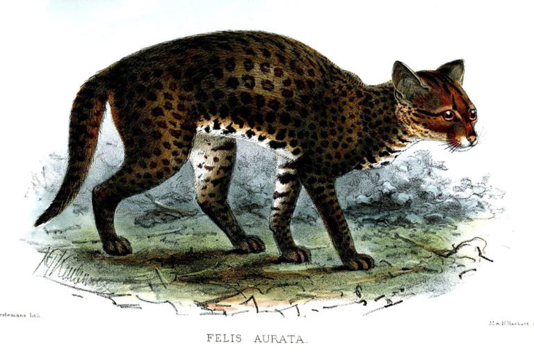 The 10 Amazing Wild Cats of Africa