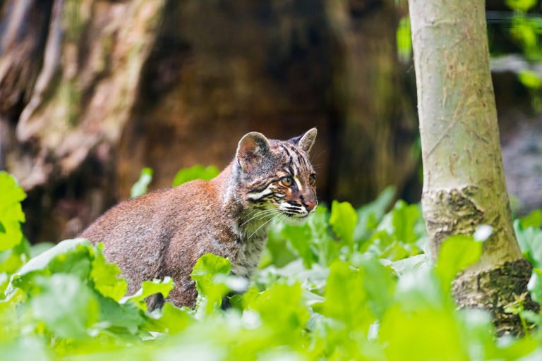 All 40 Species of Wild Cats and Where to See Them in the Wild