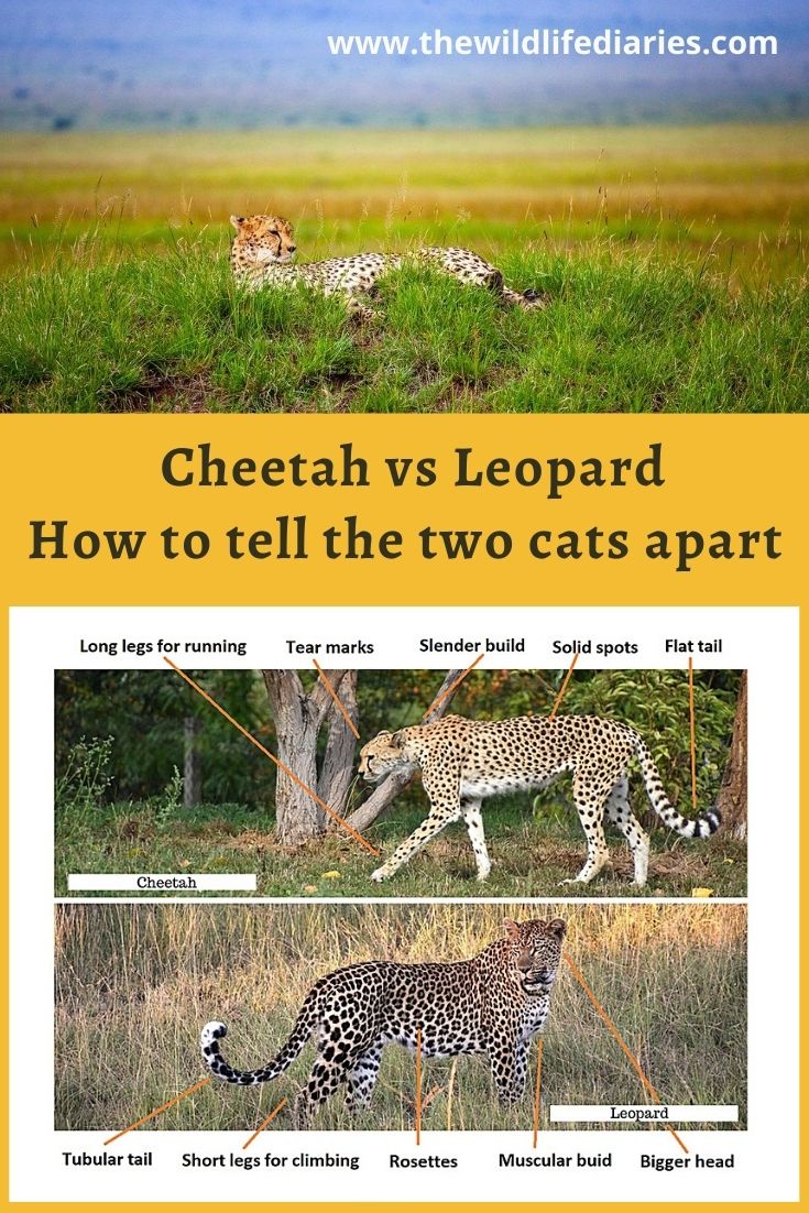 Cheetah vs Leopard - How to Tell the Two Cats Apart