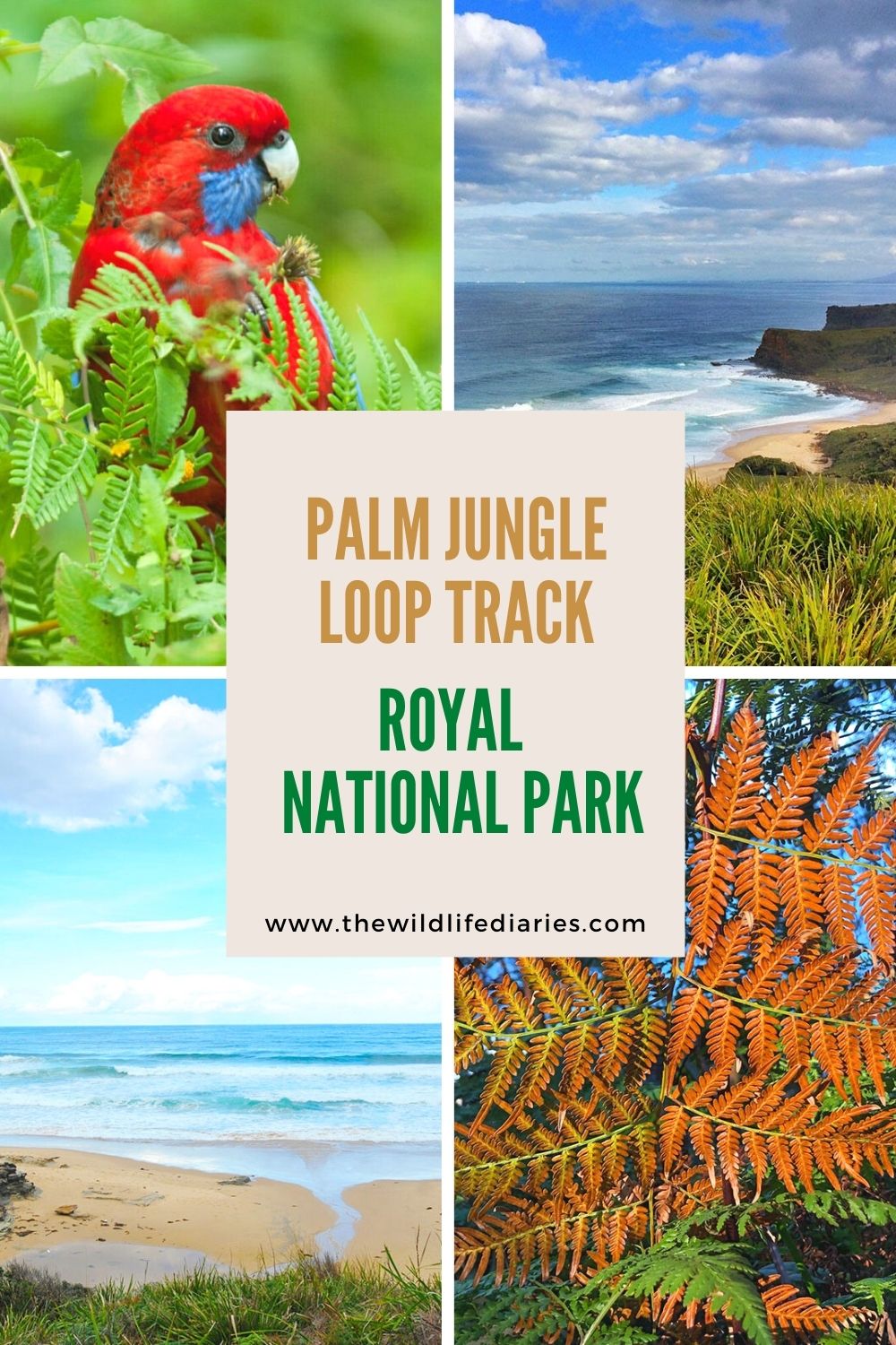 The Adventurous Palm Jungle Loop Track in Royal National Park