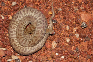 Are Kakadu animals out to get you? Wildlife watching in Kakadu NP