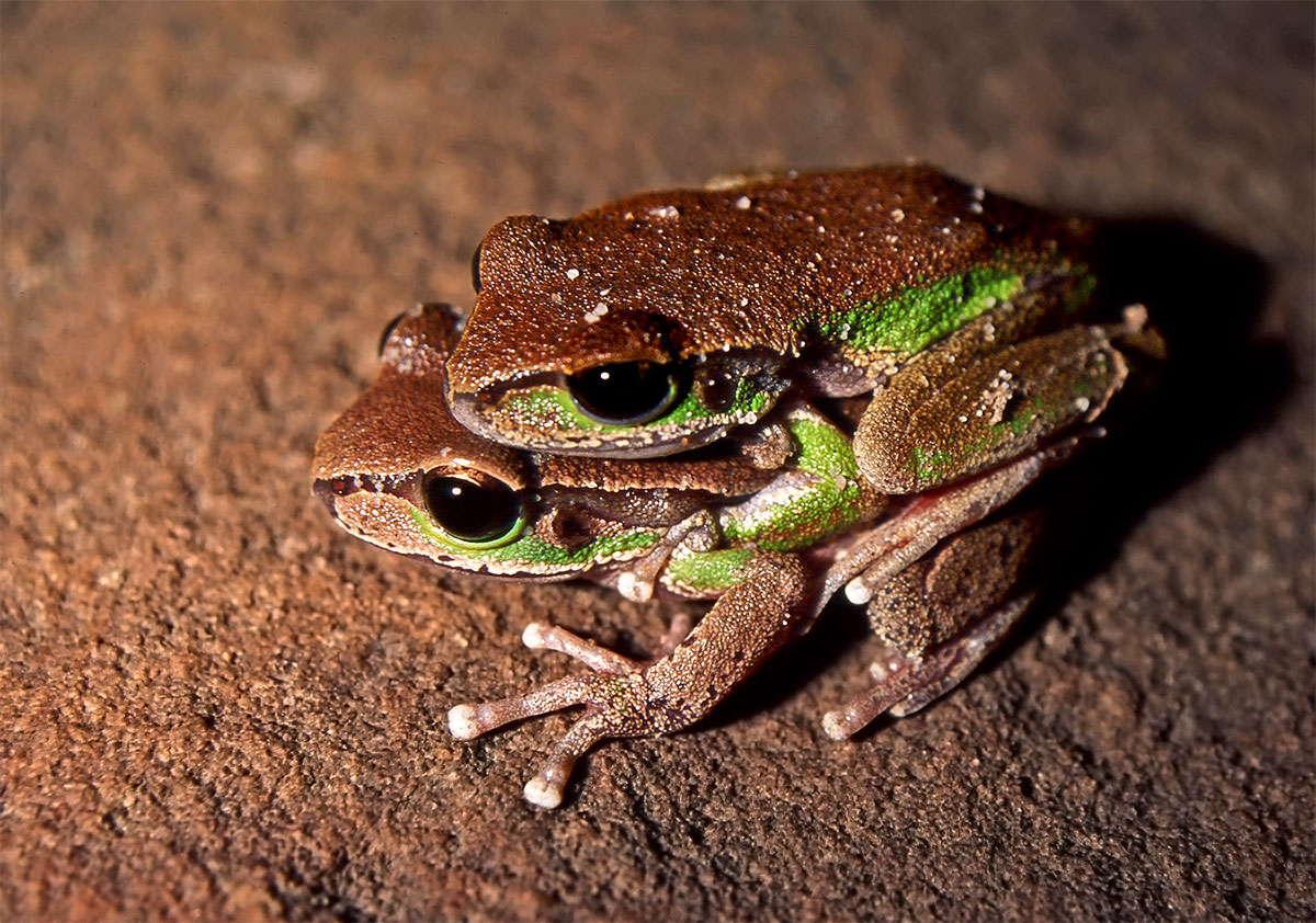 Spotting wildlife in the Watagans