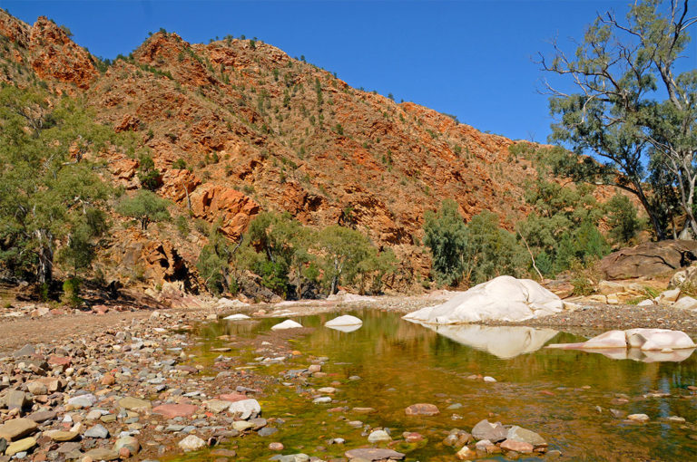Wildlife of Flinders Ranges, South Australia - The Wildlife Diaries
