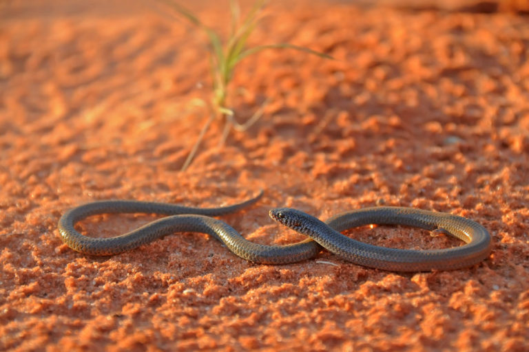 Wildlife of Flinders Ranges, South Australia - The Wildlife Diaries
