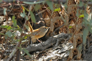 Birds of Australian Outback and Where to See Them
