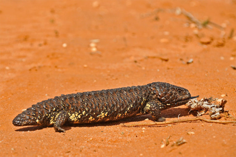 Wildlife of Flinders Ranges, South Australia - The Wildlife Diaries