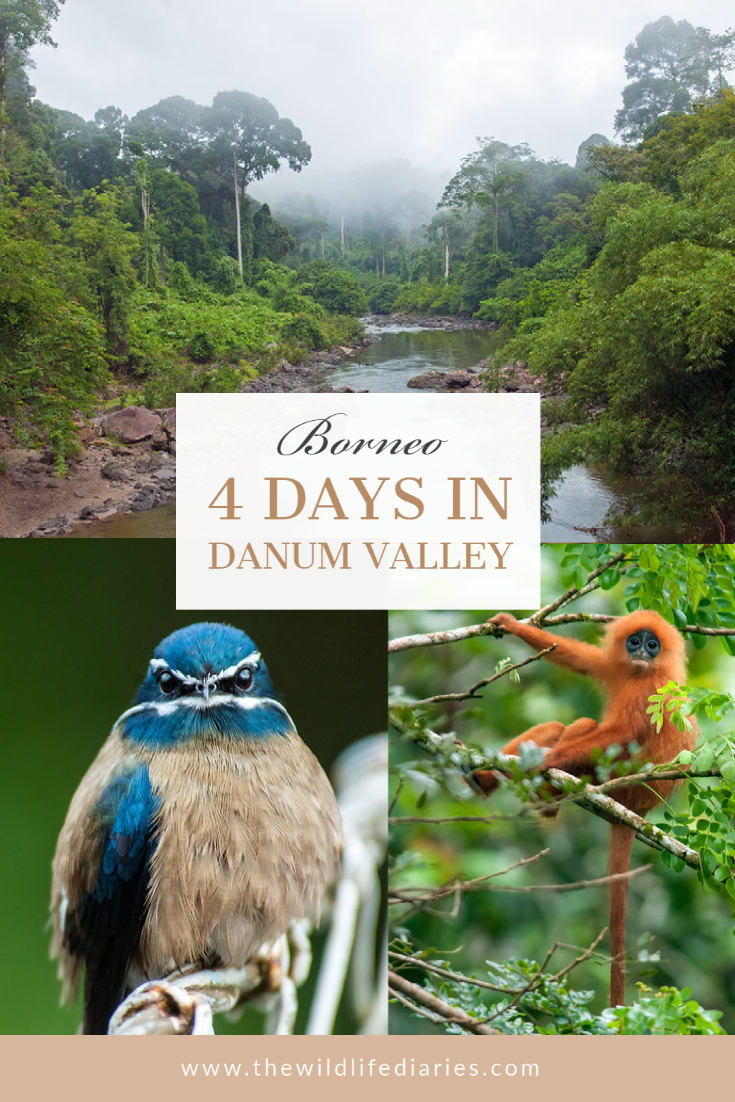 4 Days in Danum Valley: Ancient Rainforest and Spectacular Wildlife