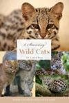 The 6 Stunning Wild Cats of Costa Rica