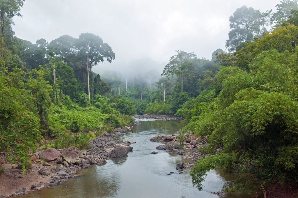 4 Days in Danum Valley: Ancient Rainforest and Spectacular Wildlife