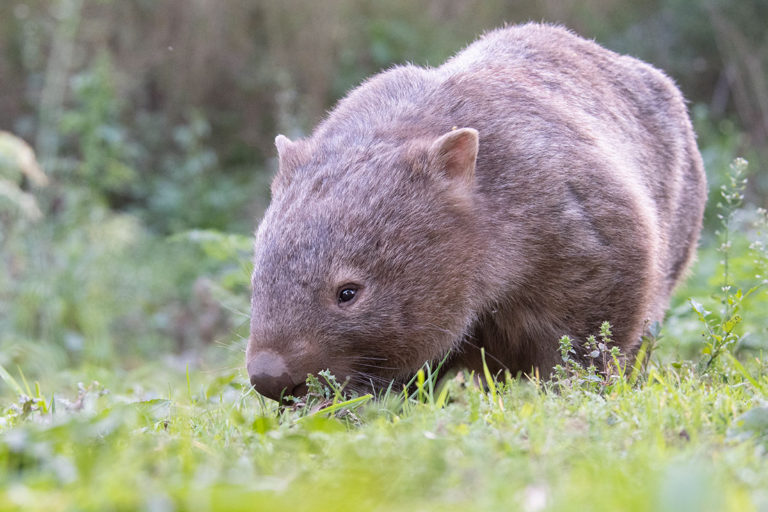 Walking with Kangaroo Valley Wombats - Tour Review