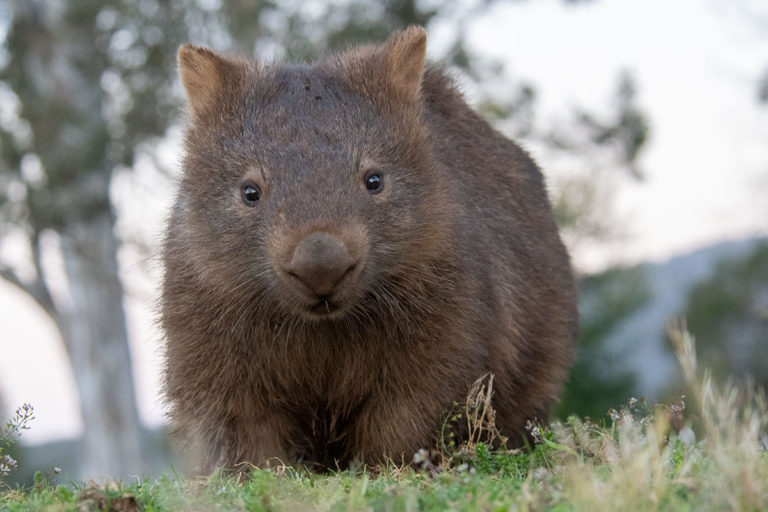 Walking with Kangaroo Valley Wombats - Tour Review