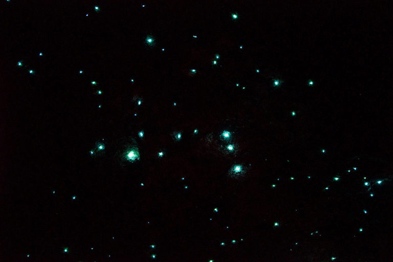 Finding Fireflies and Glow Worms in the Blue Mountains