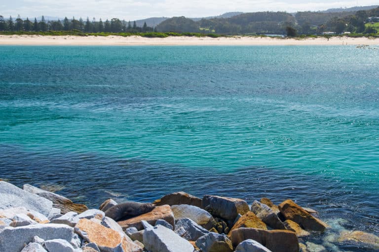 Unmissable Things to do in Narooma & the Surrounding Countryside