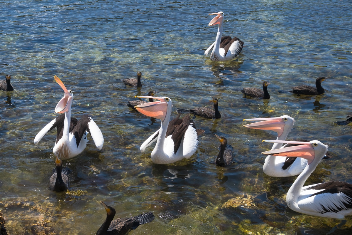 Unmissable Things to do in Narooma & the Surrounding Countryside