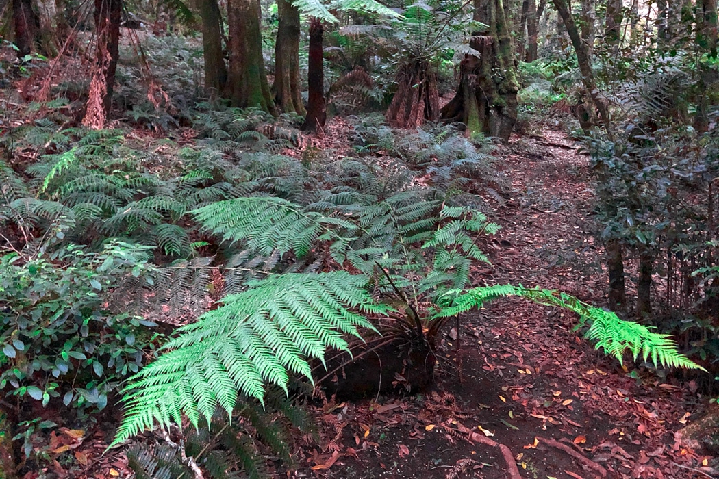 Fireflies in the Blue Mountains - Secrets of Cathedral Reserve
