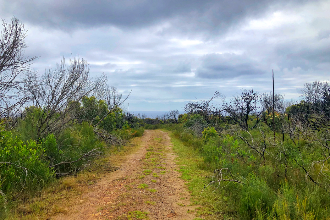 Birds and Waterfalls of Curra Moors Loop Track in Royal National Park