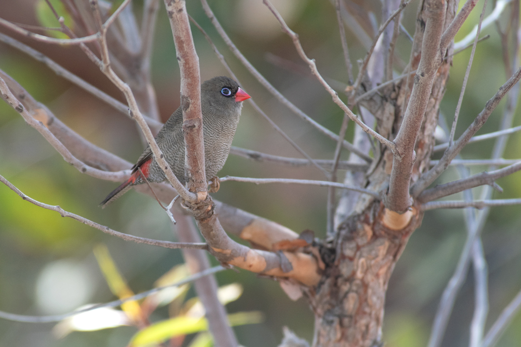 Birds and Waterfalls of Curra Moors Loop Track in Royal National Park