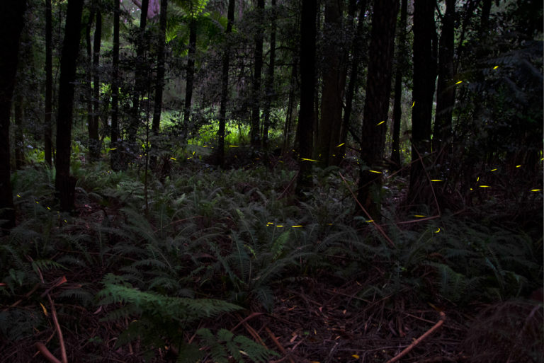 Fireflies in the Blue Mountains - Secrets of Cathedral Reserve
