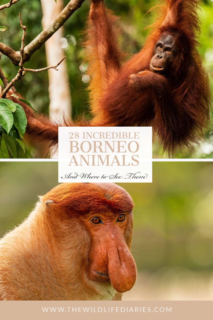 28 Incredible Borneo Animals and the Best Places to See Borneo Wildlife