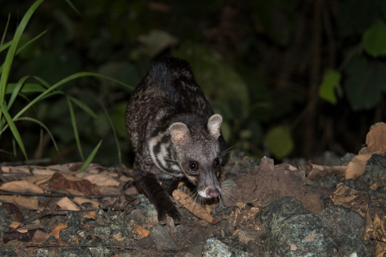 28 Incredible Borneo Animals and the Best Places to See Borneo Wildlife