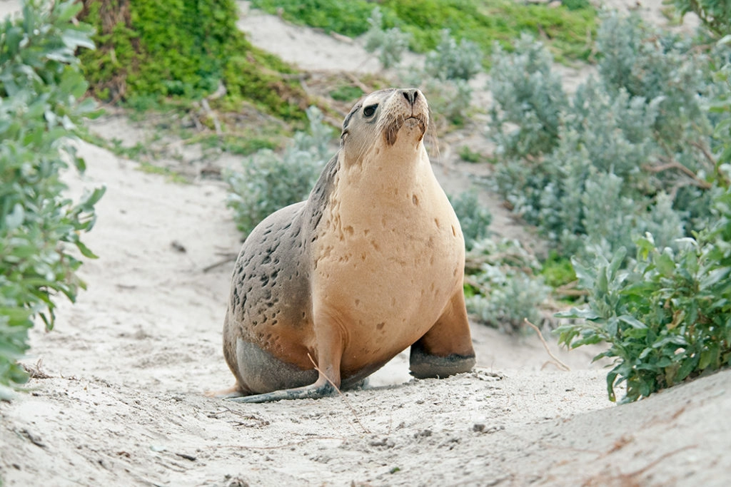 35 Amazing Australian Animals and Where to See Them