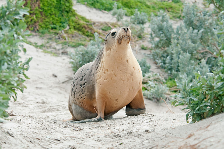 35 Amazing Australian Animals and Where to See Them on Your Travels