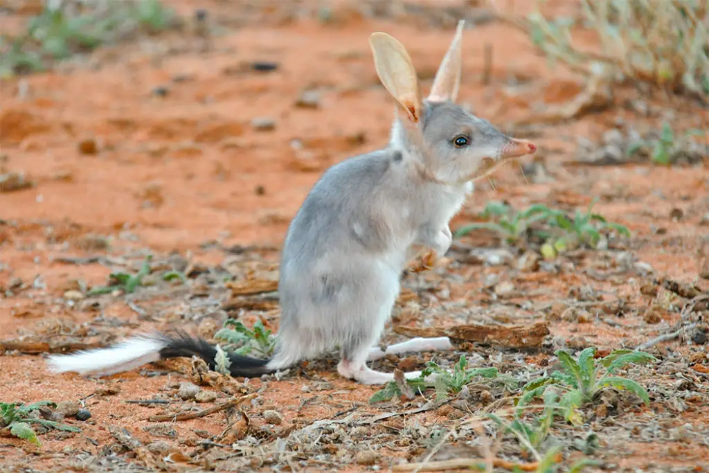 35 Amazing Australian Animals and Where to See Them