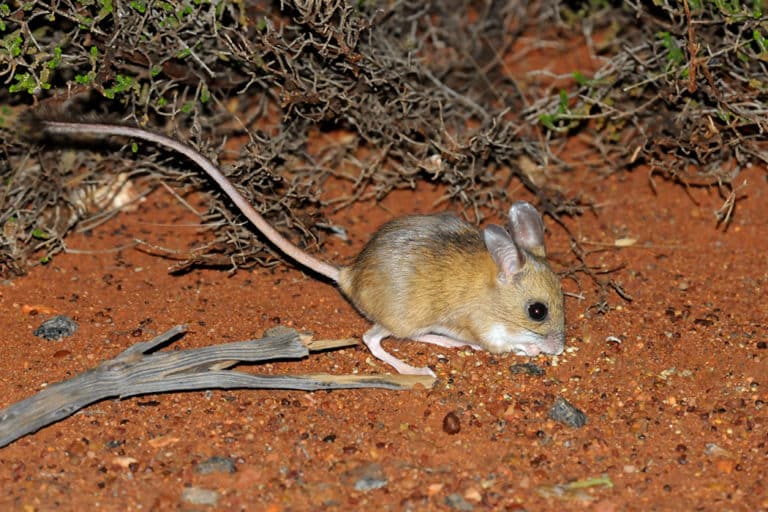35 Amazing Australian Animals and Where to See Them on Your Travels