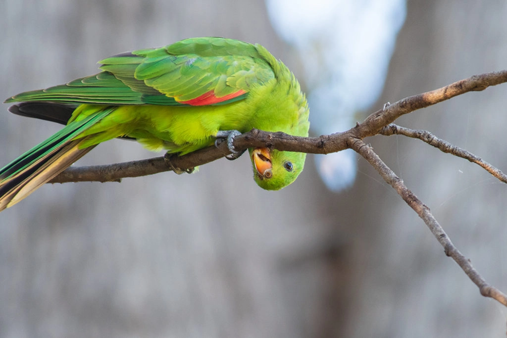 Australian Parrots: Guide to all 57 species of Parrots in Australia