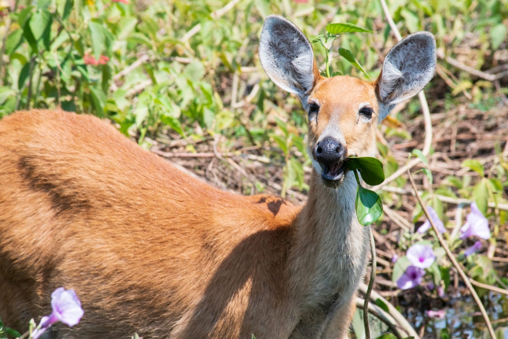 35 amazing Brazilian animals you can spot on your travels