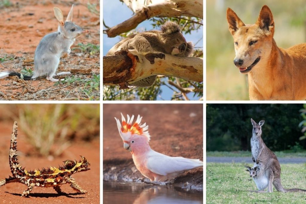 35 Amazing Australian Animals and Where to See Them on Your Travels