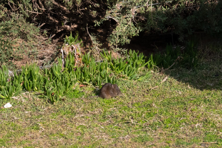 Wildlife in Sydney - A guide to finding wildlife in and around Sydney