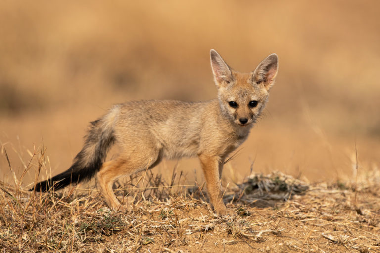 All 23 Types of Foxes and Where to See Them in the Wild
