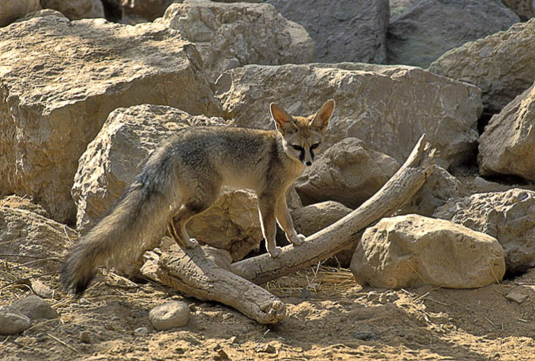 All 23 Types of Foxes and Where to See Them in the Wild