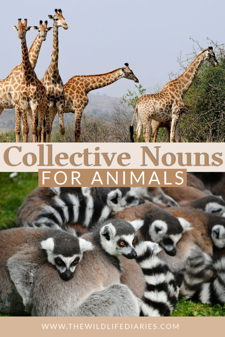 Collective Nouns for Animals - Words You Need to Know for Your Next Safari