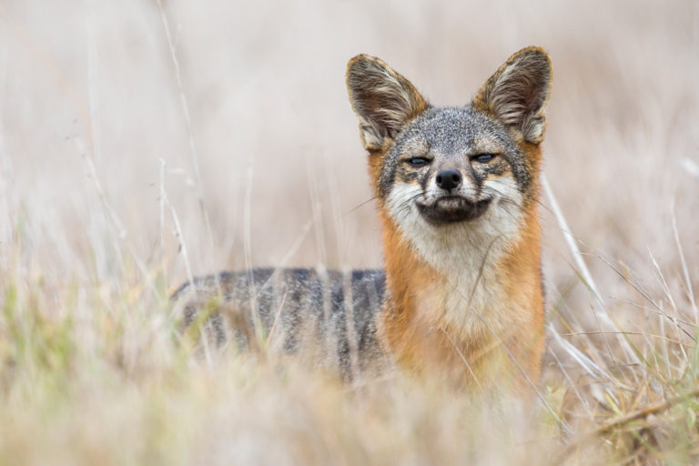 All 23 Types of Foxes and Where to See Them in the Wild